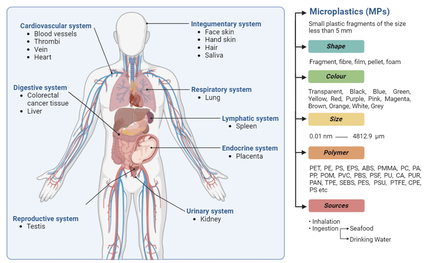 Detection of microplastics in human tissues and organs: A scoping ...
